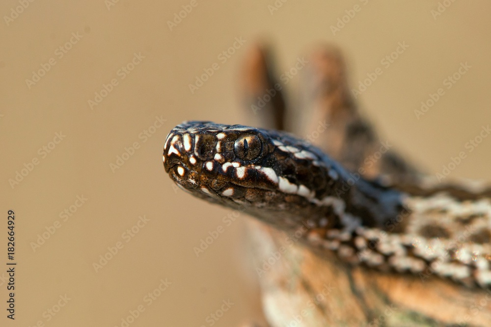 Steppe Viper (Vipera ursinii). poisonous snake, close up Stock Photo ...