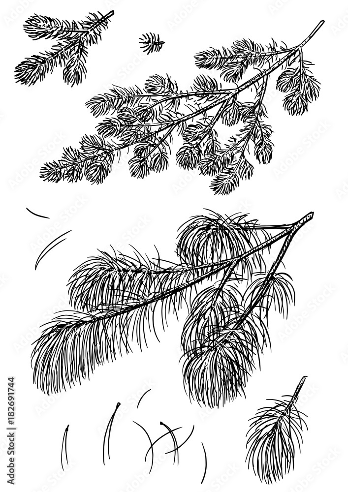 Pine branch illustration, drawing, engraving, ink, line art, vector ...