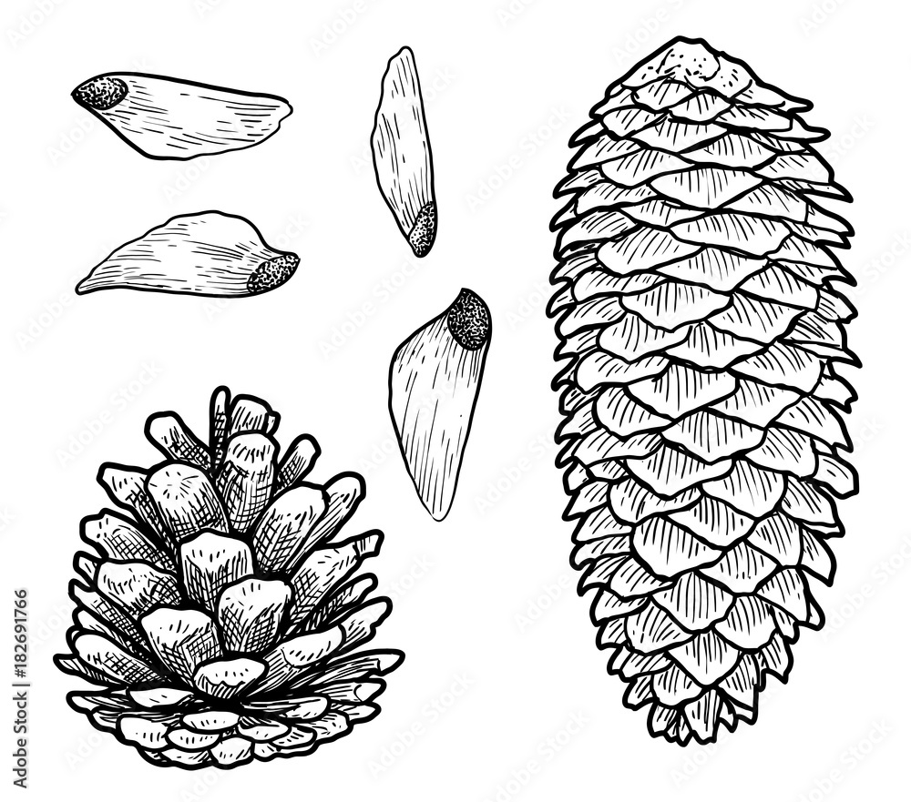 Pine cone illustration, drawing, engraving, ink, line art, vector Stock ...