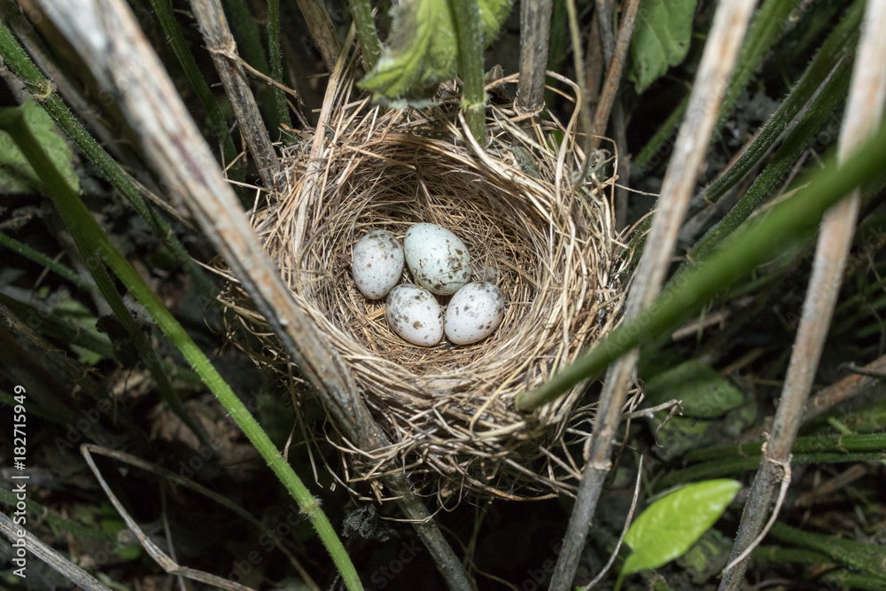 Acrocephalus palustris. The nest of the Marsh Warbler in nature. Common ...