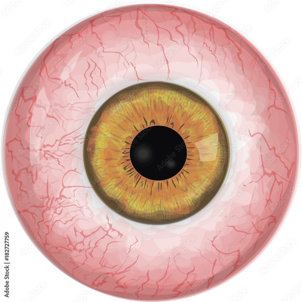 Realistic human eyeball Stock Vector | Adobe Stock