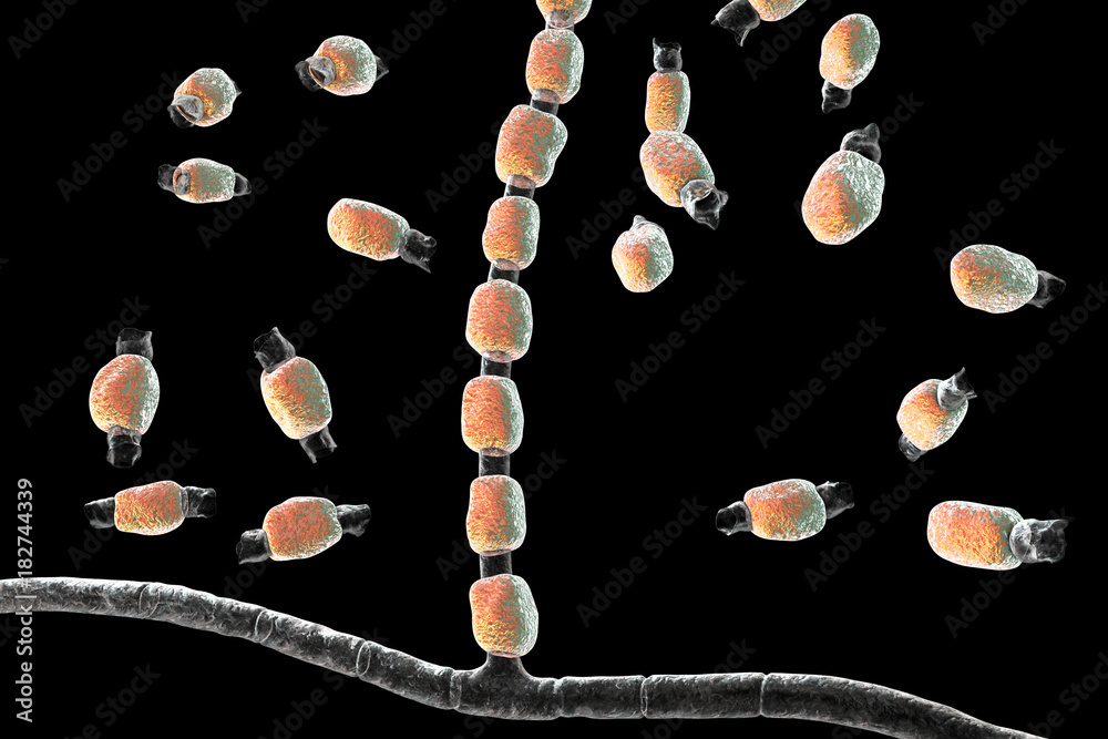 Fungi Coccidioides immitis, saprophytic stage, 3D illustration showing fungal arthroconidia ...