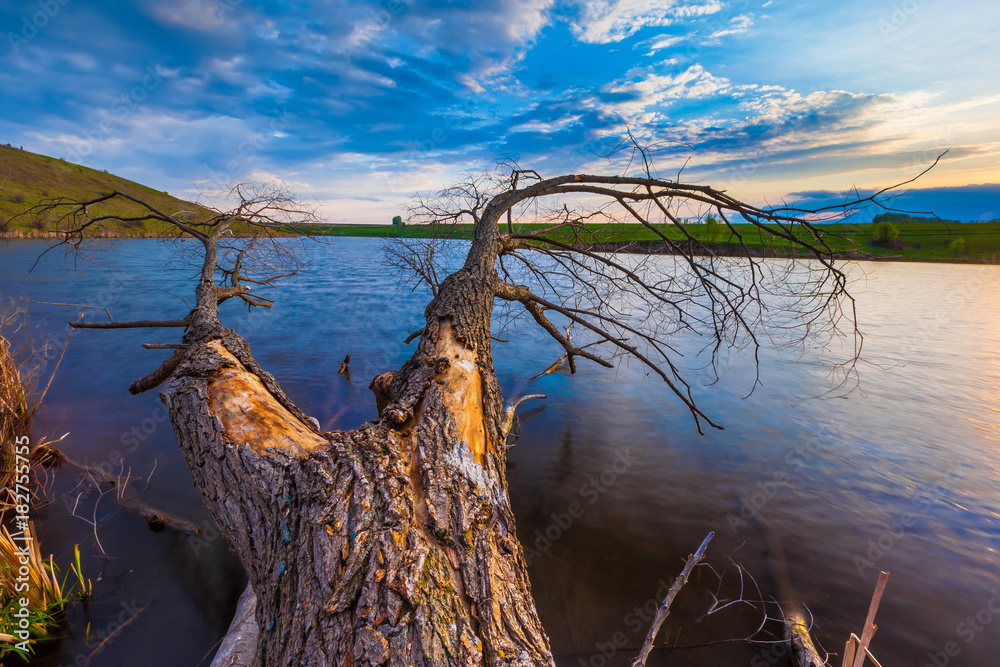 A fallen withered tree on the river bank. The crust exfoliates from the ...