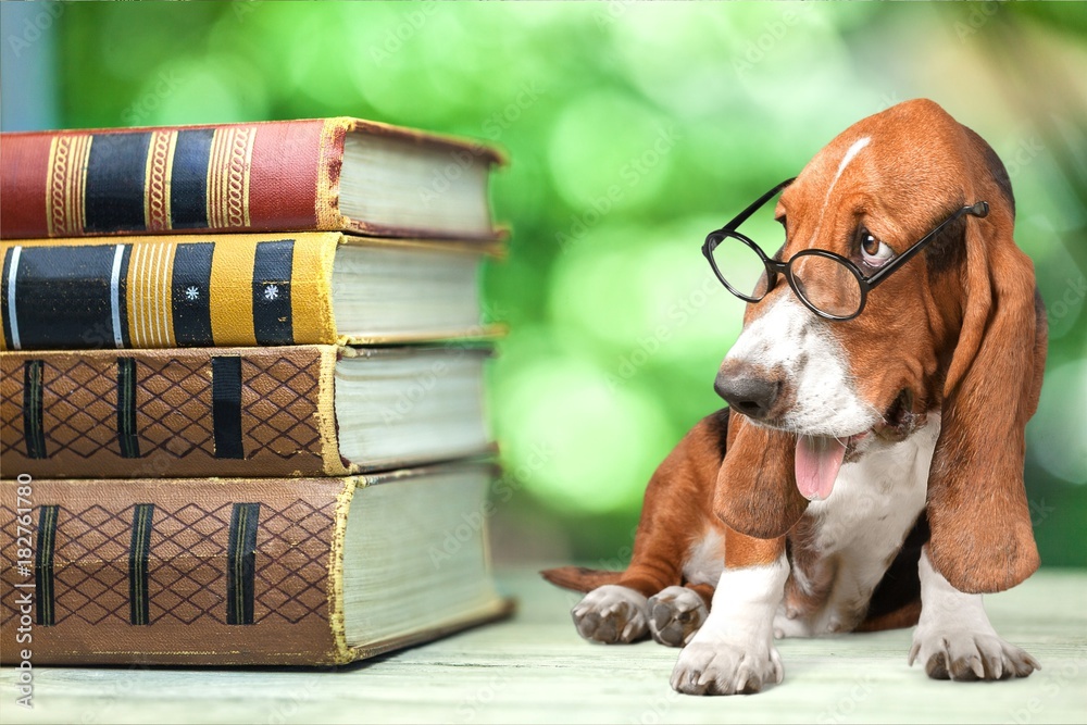 Dog. Stock Photo | Adobe Stock