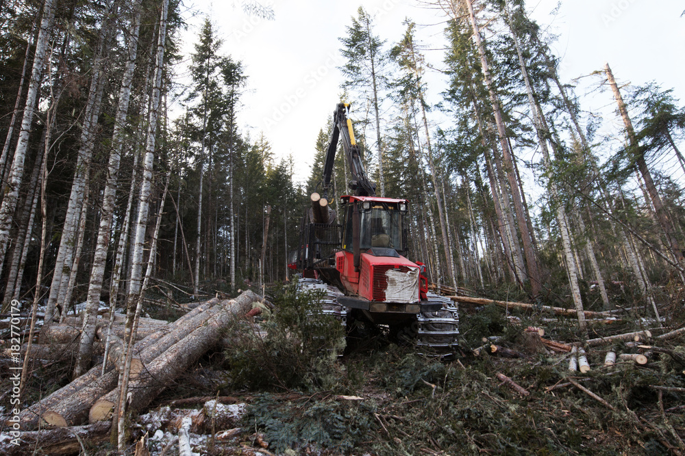 Deforestation, logging, woodworking, timber storage, deforestation in ...