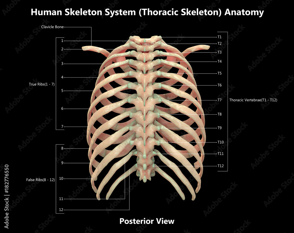 Human Skeleton System Thoracic Skeleton Detailed Labels Anatomy ...