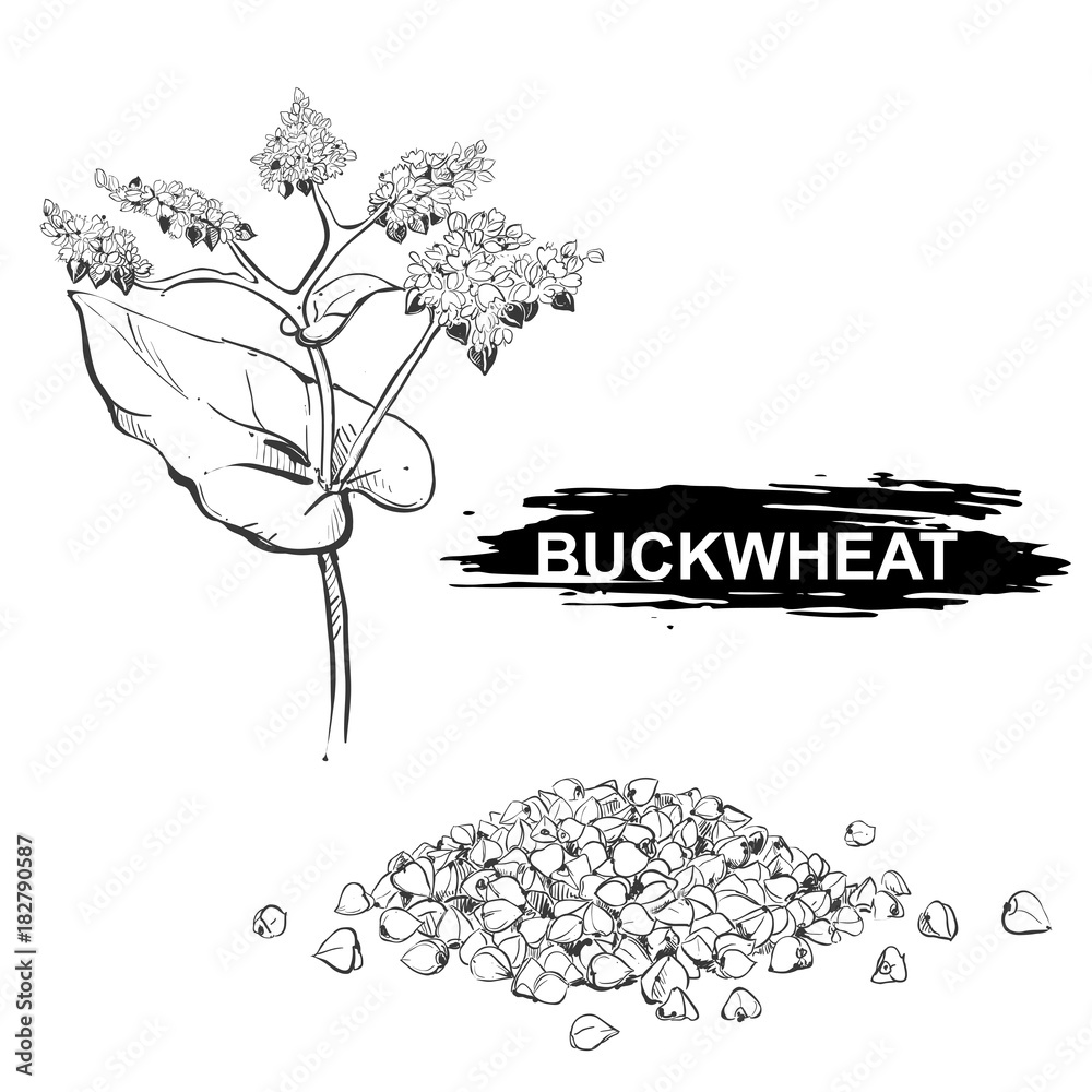 Hand drawn vector illustration set of buckwheat, grain. sketch. Vector ...