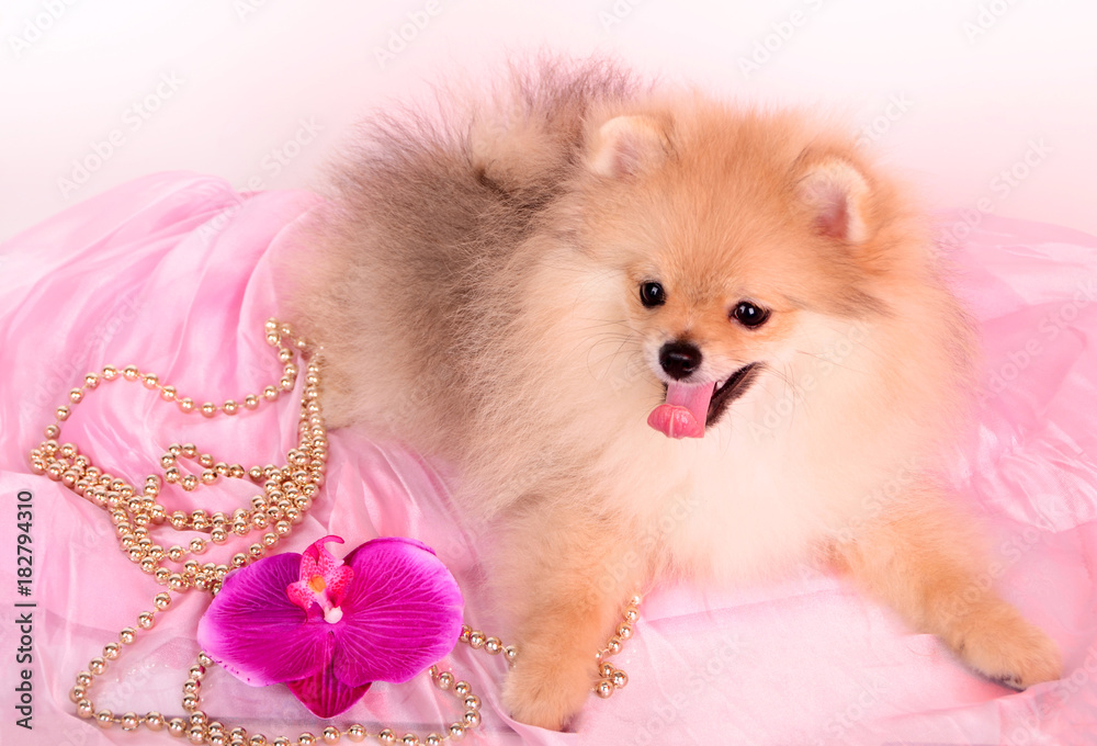 Pink Pomeranian