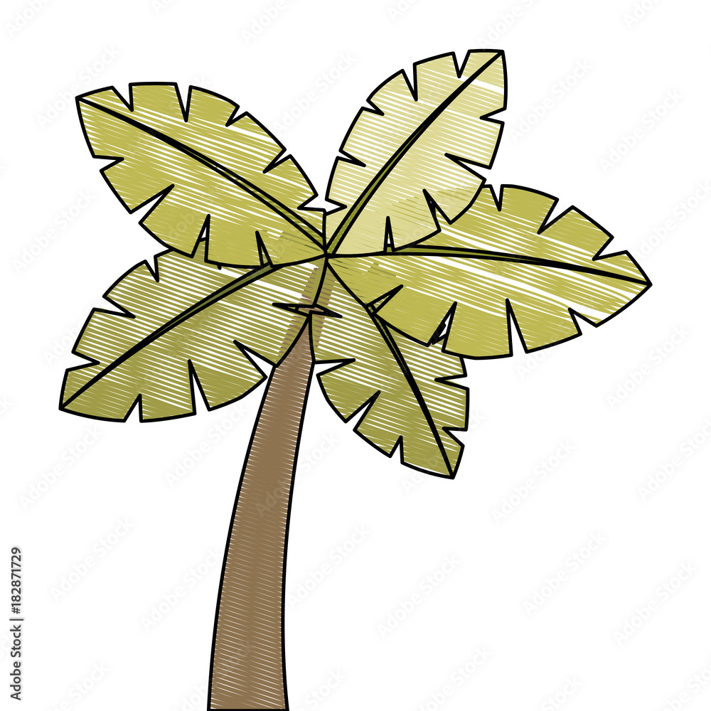 tropical palm tree exotic plant trunk nature vector illustration ...