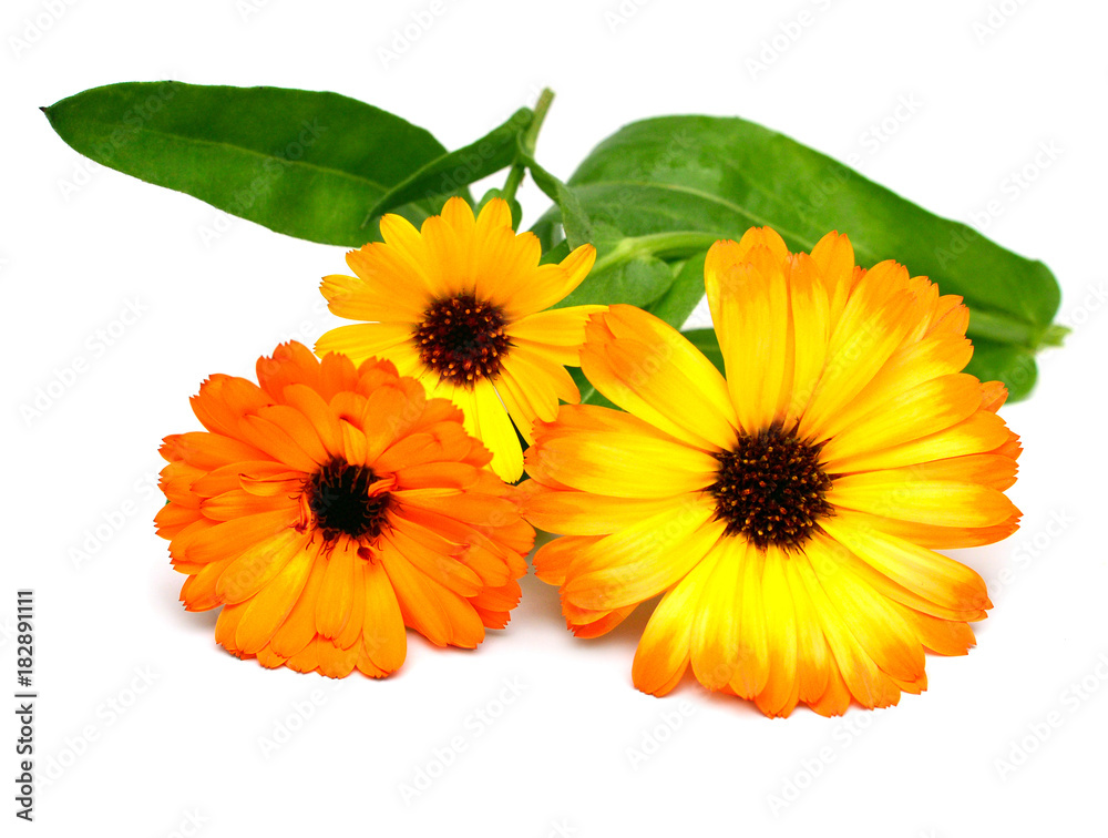 Flowers of calendula officinalis bouquet with leaves isolated on white ...