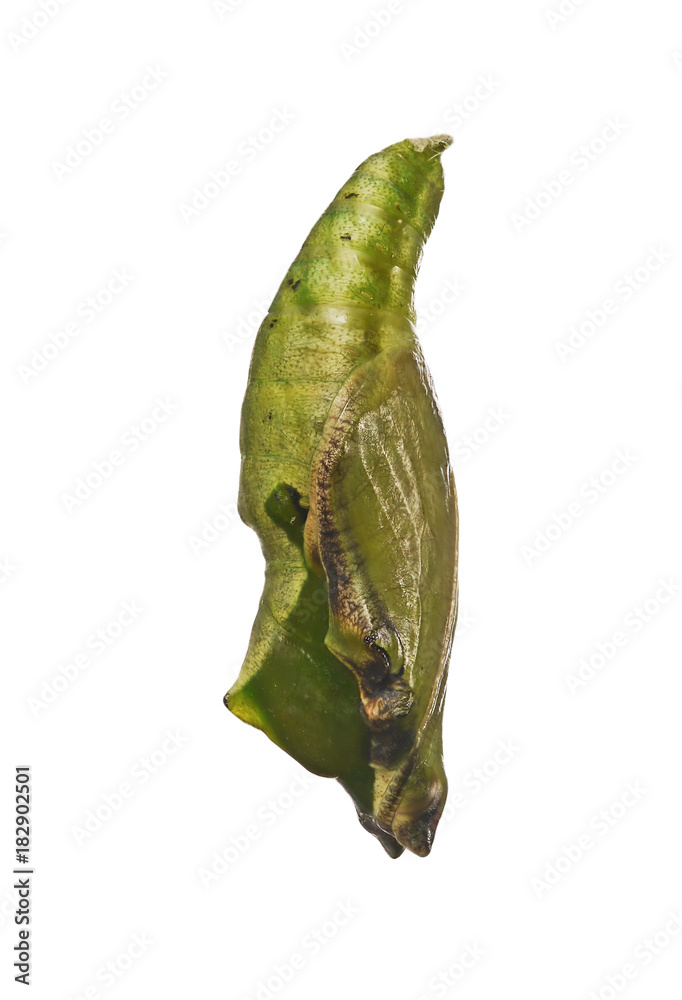 Green pupa of the tropical blue wave, blue-banded purplewing, or royal ...