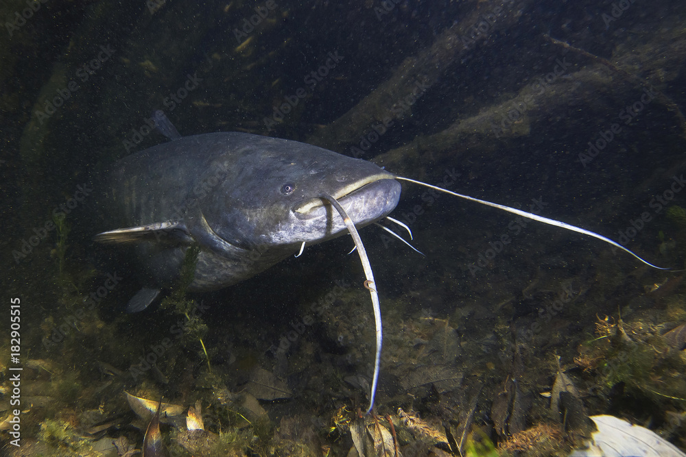 Freshwater fish European Catfish (Silurus glanis) in the beautiful ...
