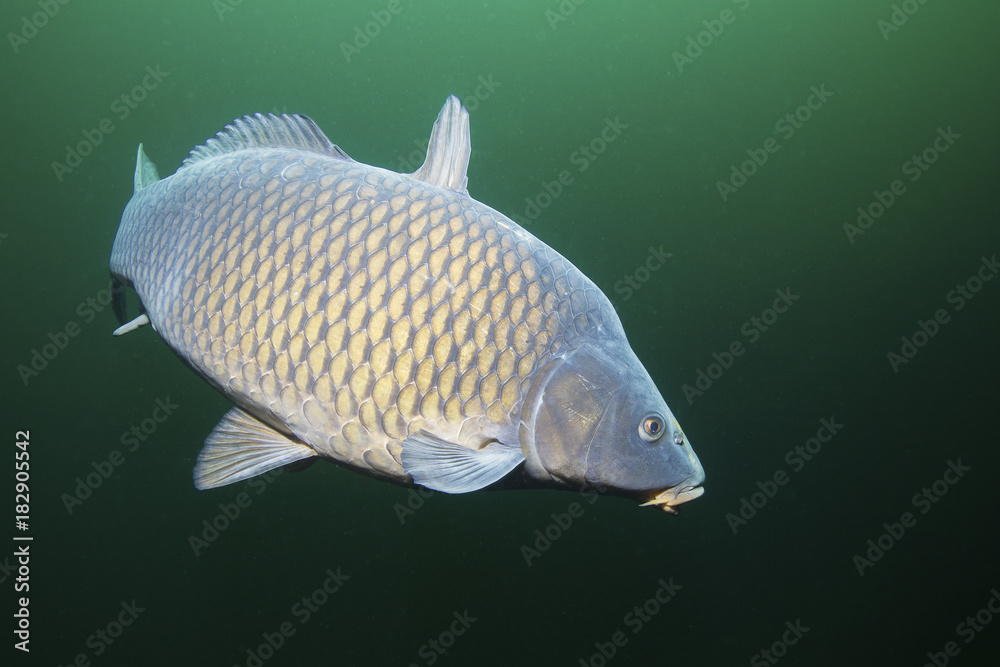 Freshwater fish carp (Cyprinus carpio) in the beautiful clean pound ...