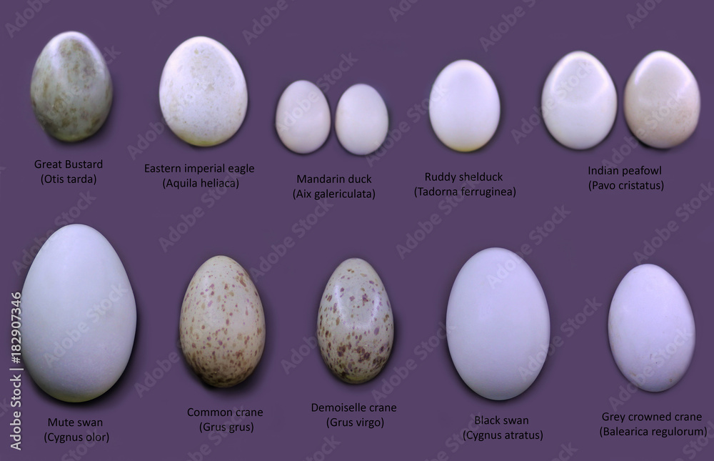 Types Of Bird Eggs