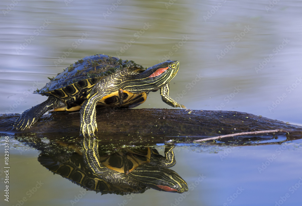Red-eared slider (Trachemys scripta elegans) sunbathing in a lake ...