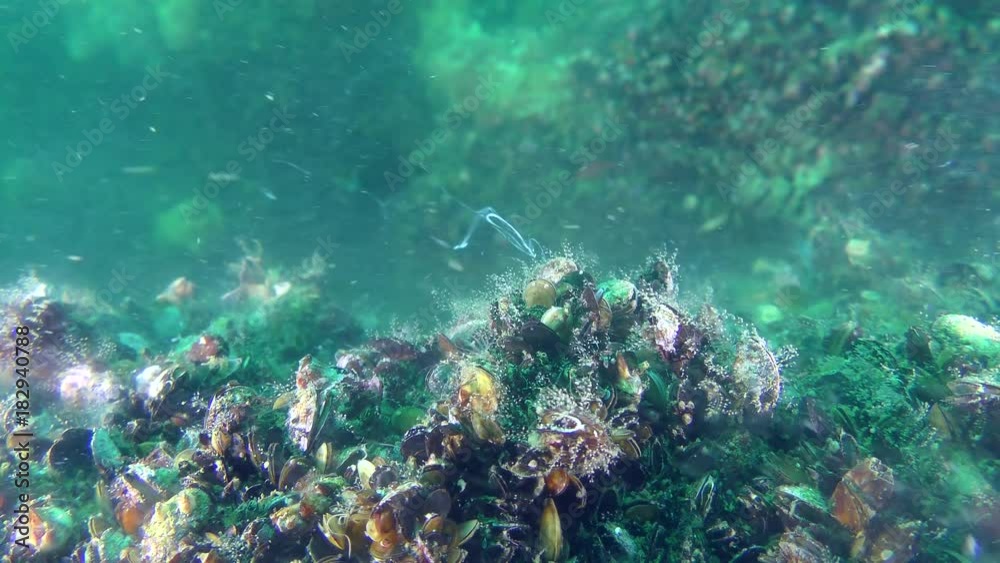 Reproduction of Mussel (Mytilus sp.), mollusks secrete eggs and semen ...