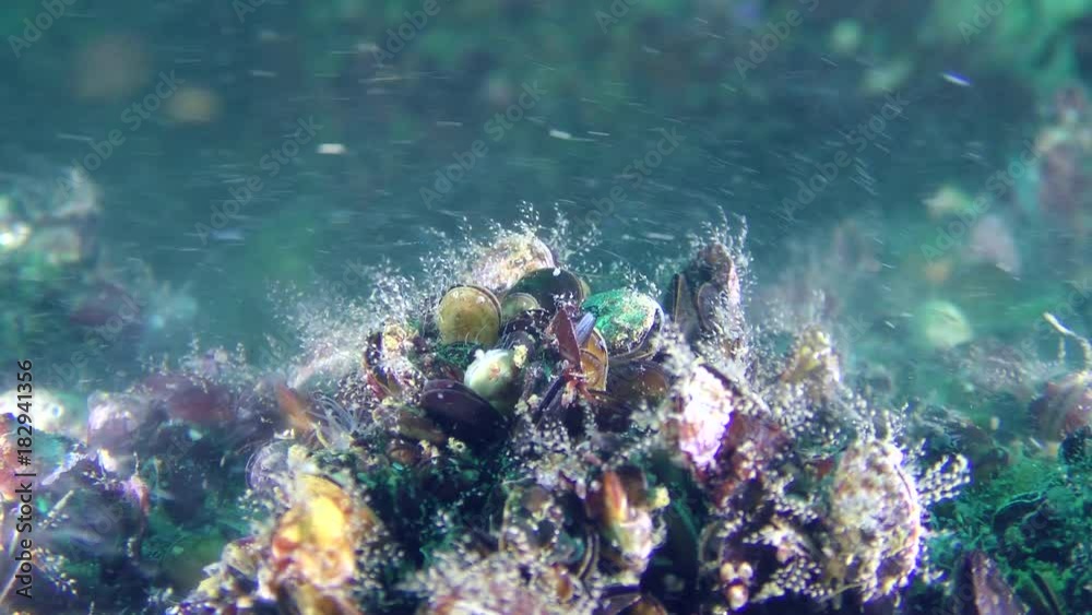 Reproduction of Mussel (Mytilus sp.), Mollusks secrete eggs and semen ...