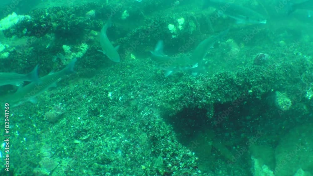 Reproduction of Mussel (Mytilus sp.), Fish Golden gray mullet (Liza ...