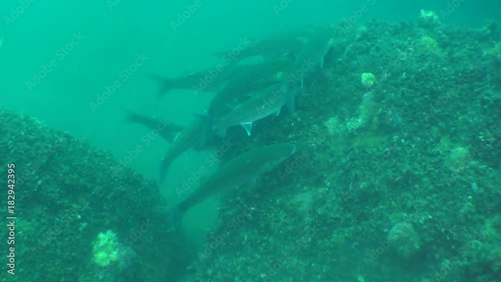 Vidéo Stock Reproduction of Mussel (Mytilus sp.): Fish Golden gray ...