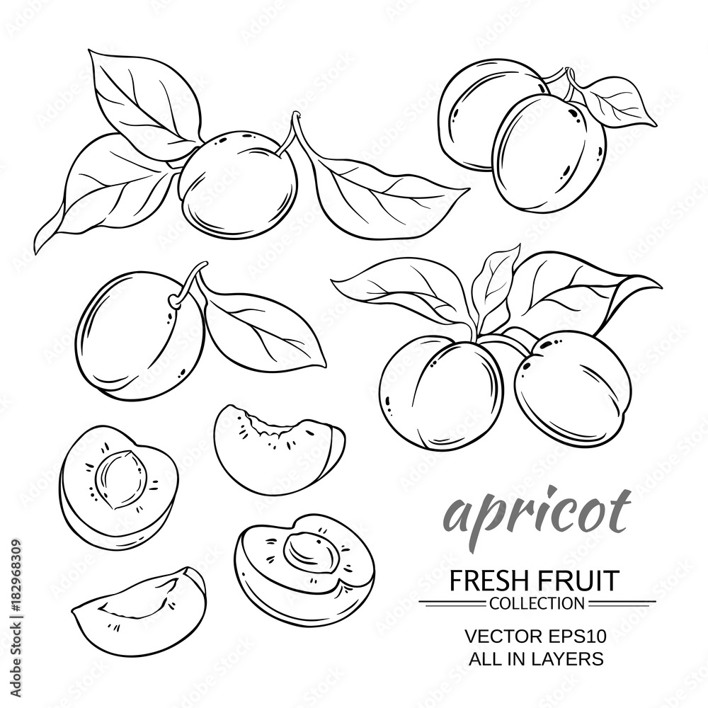 apricot vector set Stock Vector | Adobe Stock