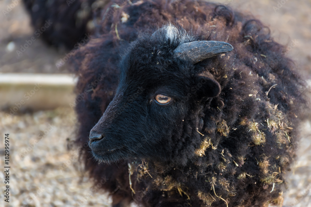 Foto de Black Ouessant sheep (ewe) - one of the smallest breeds of ...
