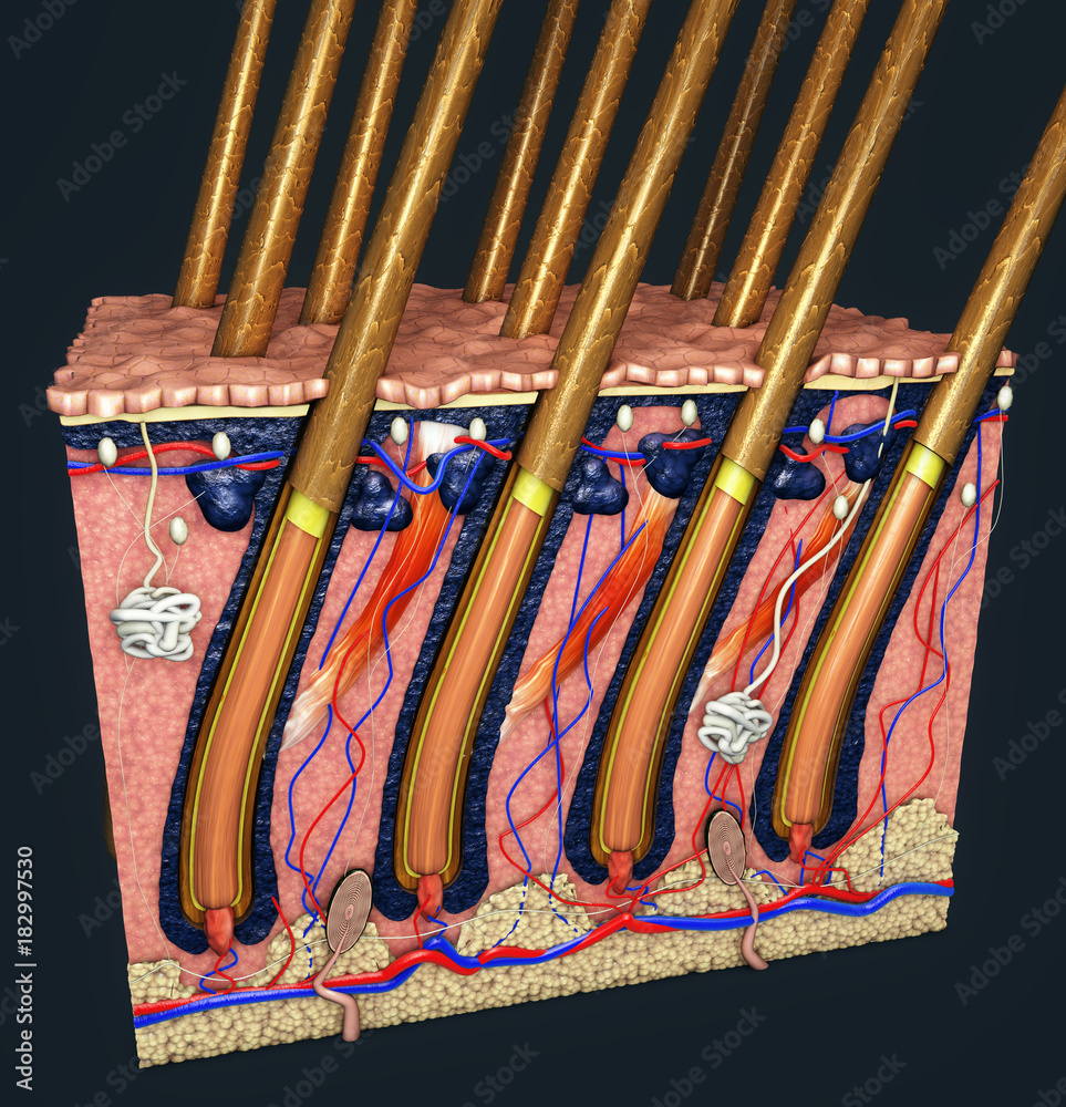 Skin part with a cross section of the human skin with hair follicle or ...