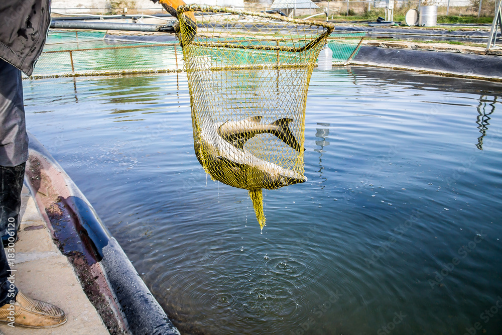 Breeding of sturgeon in pond farming - Sturgeon fish Stock Photo ...