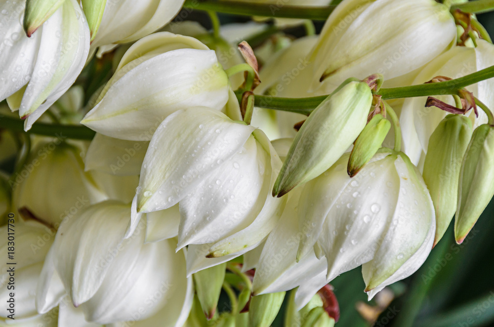 White Yucca filamentosa bush flowers, other names include Adams needle ...