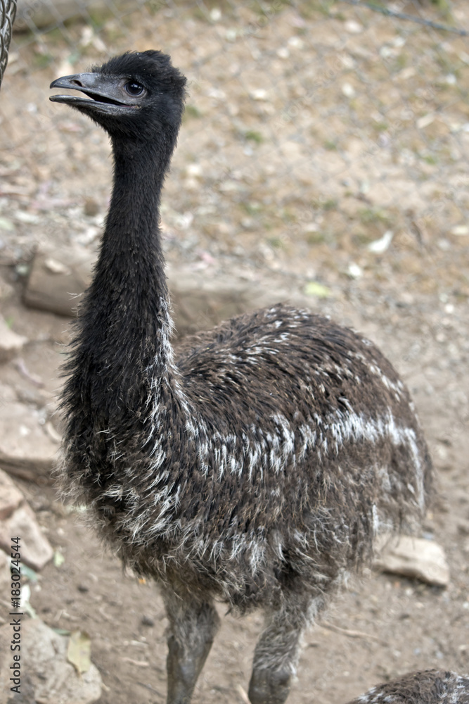 emu chick Stock Photo | Adobe Stock