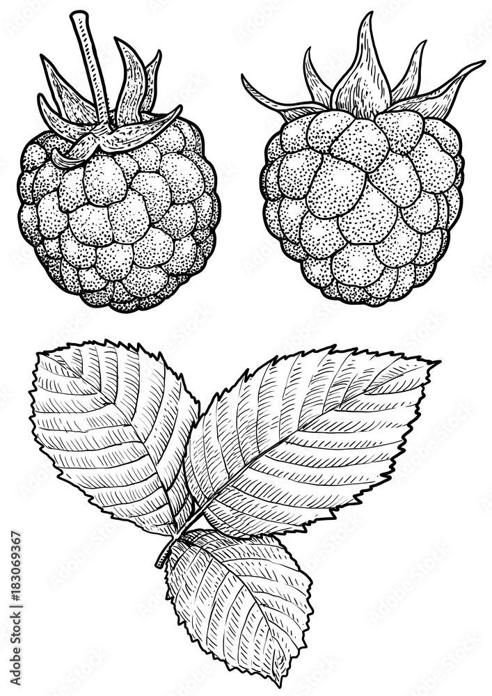 Raspberry illustration, drawing, engraving, ink, line art, vector Stock ...
