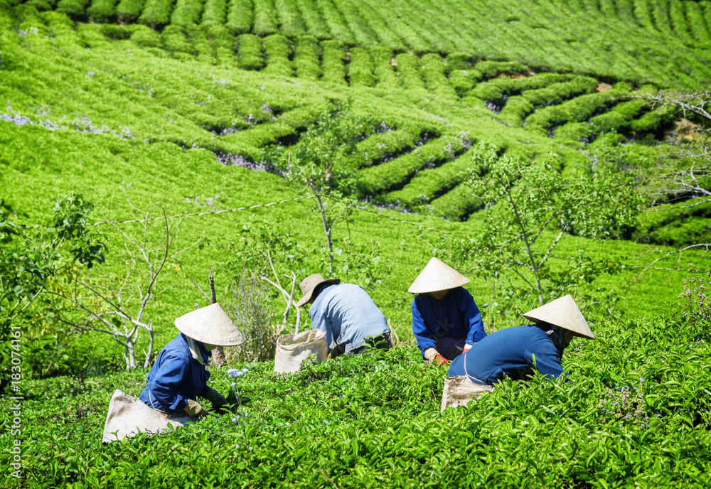 Tea pickers in traditional hats collecting upper tea leaves Stock Photo ...