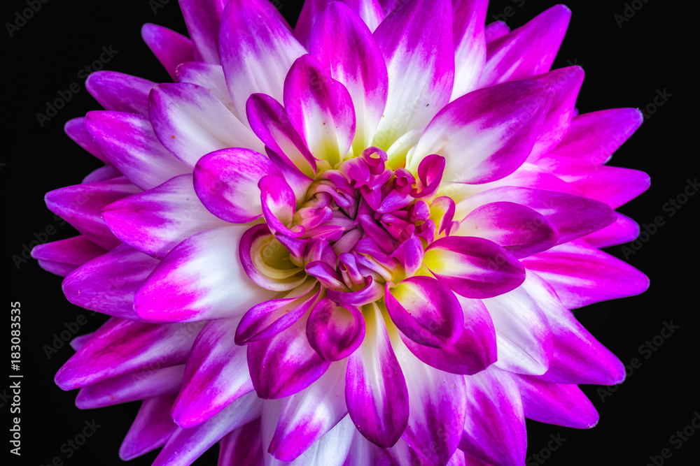Flower Still Life Close Up