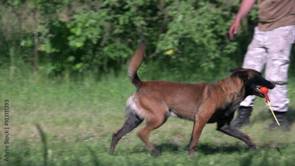 Dog is catching a toy and bringing it back. Dog is catching a thrown ...