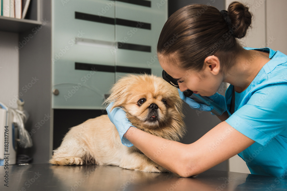 Vet examining the dog in a clinic. Dog examination at vet ambulance ...