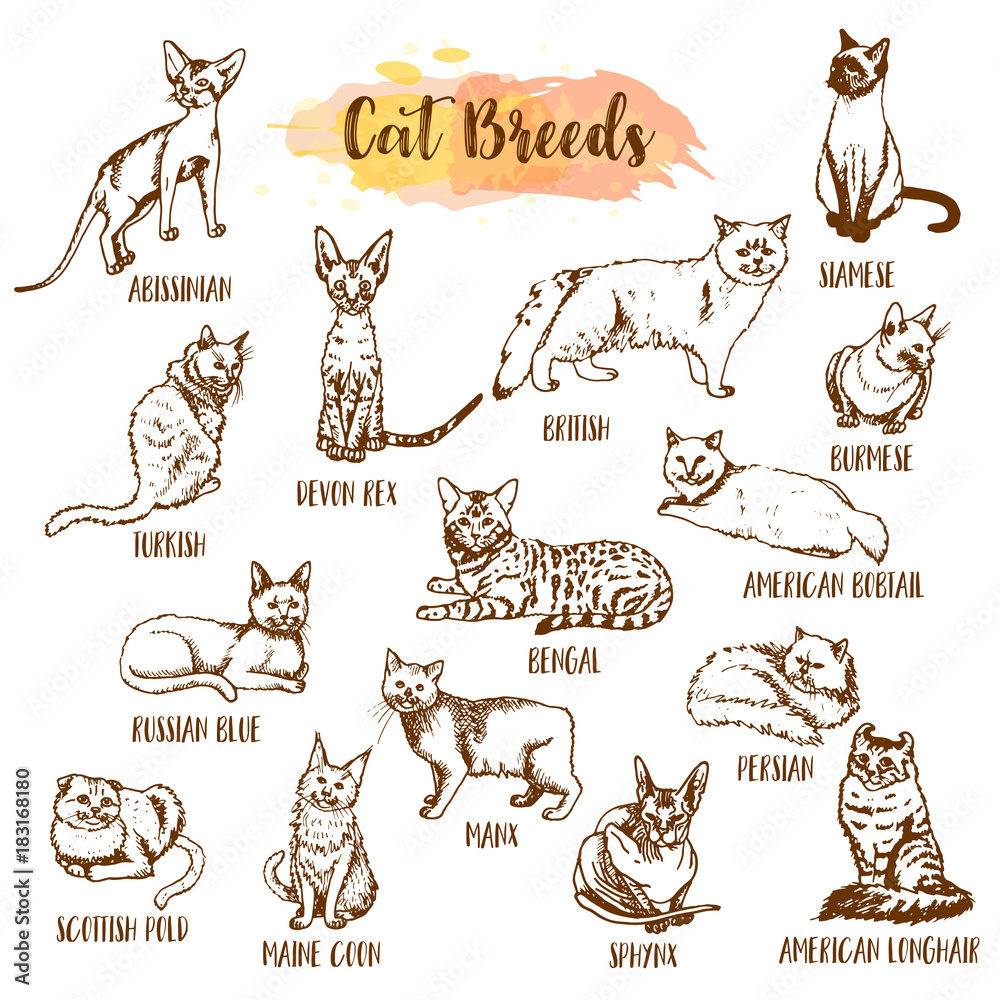 Cat breed and vet care icon set. Hand drawn cats types. Sketch of ...