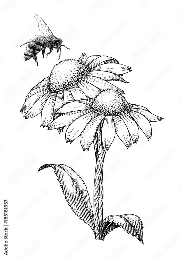 Bee with flowers hand drawing engraving style isolate on white ...