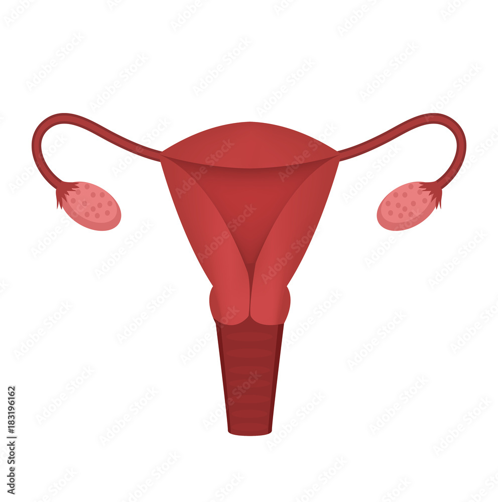 Female Reproductive System Uterus Ovary Icon Flat Style Internal