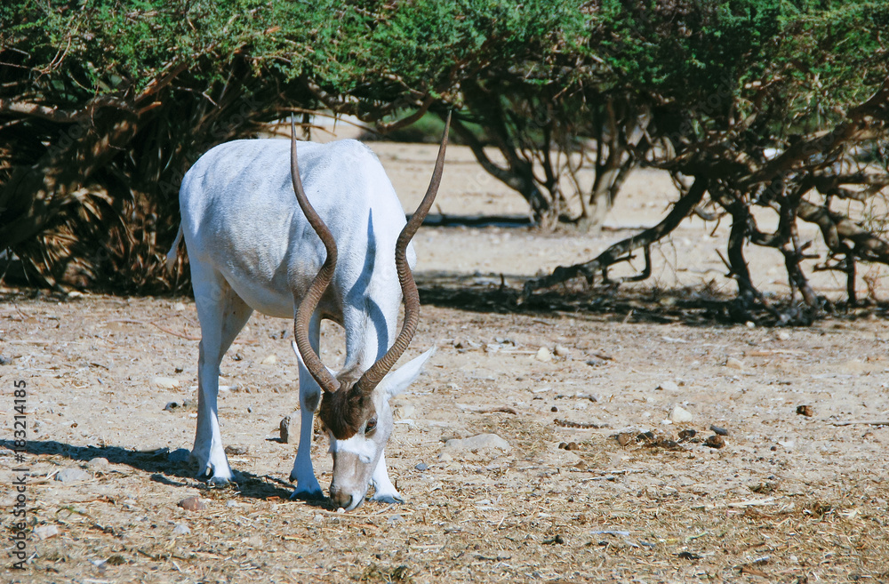 Curved horned antelope Addax (Addax nasomaculatus) is a wild native ...