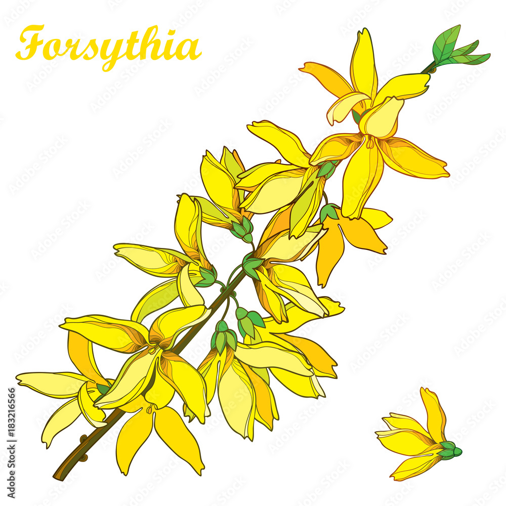 Vector branch with outline Forsythia flower bunch and leaves in yellow ...