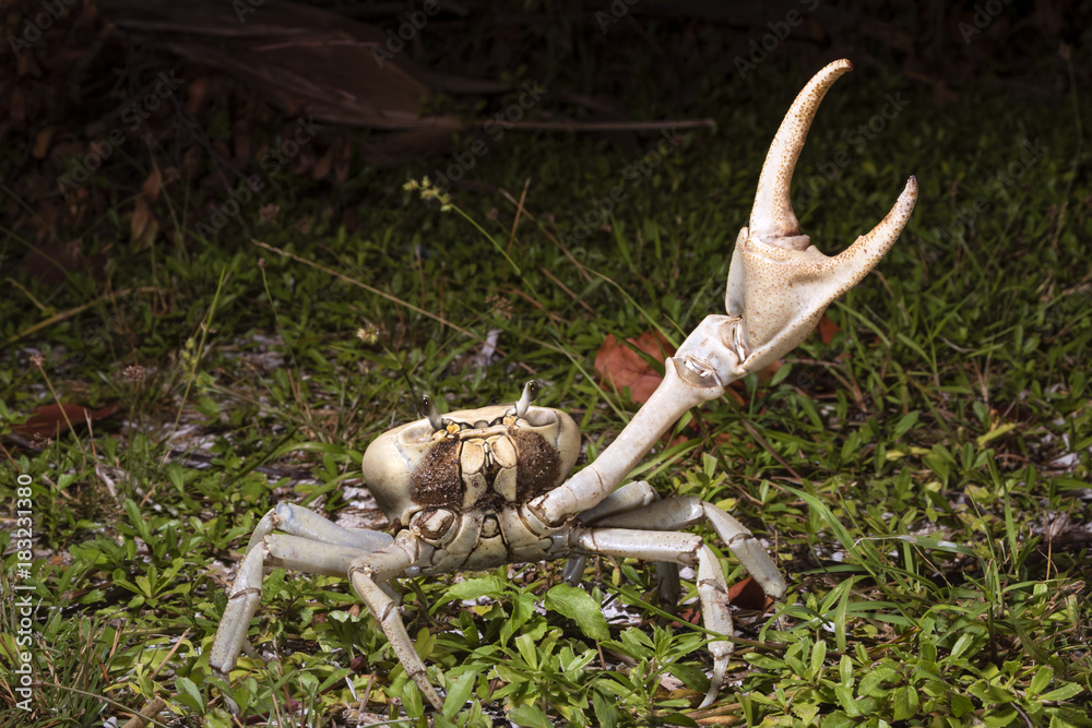 Giant Blue Land Crab