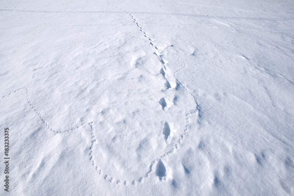 Tierspuren Im Schnee – Tierspuren Im Schnee Liste – GWBL