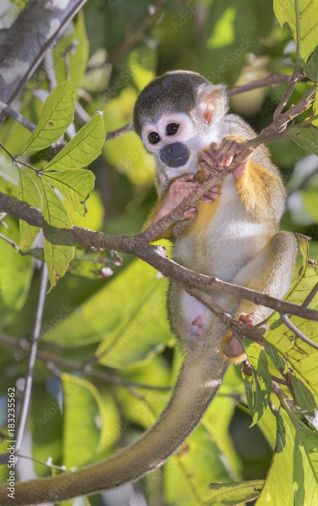 Squirrel monkey (Saimiri sciureus) in rainforest canopy, Pacaya Samiria ...
