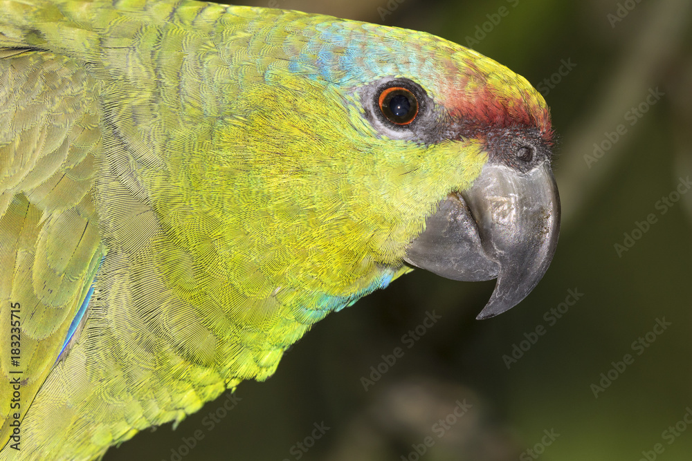 Festive amazon (Amazona festiva) in the rainforest, Pacaya Samiria ...