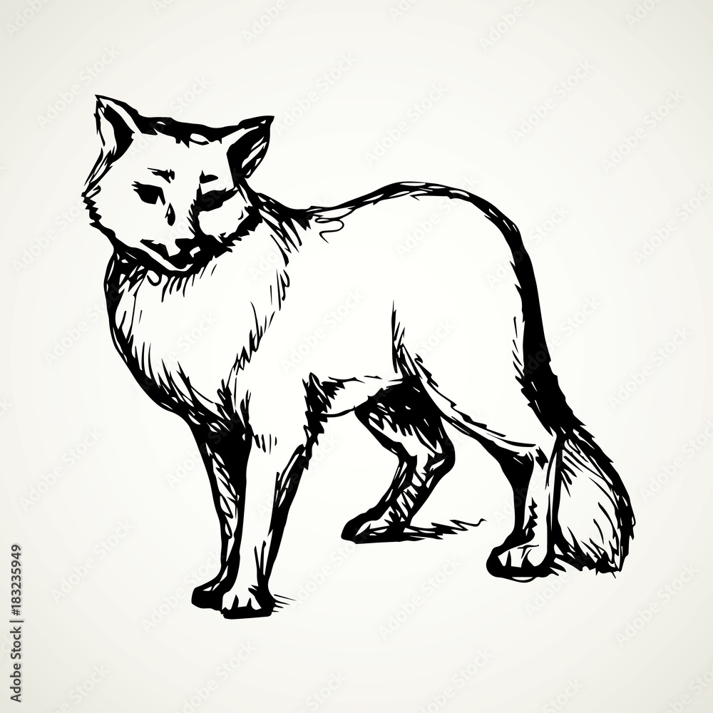 Wolf. Vector drawing Stock Vector | Adobe Stock