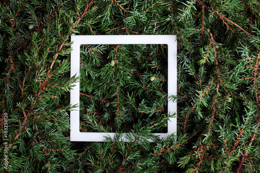 Creeping juniper with white frame in the middle.Texture. Background ...