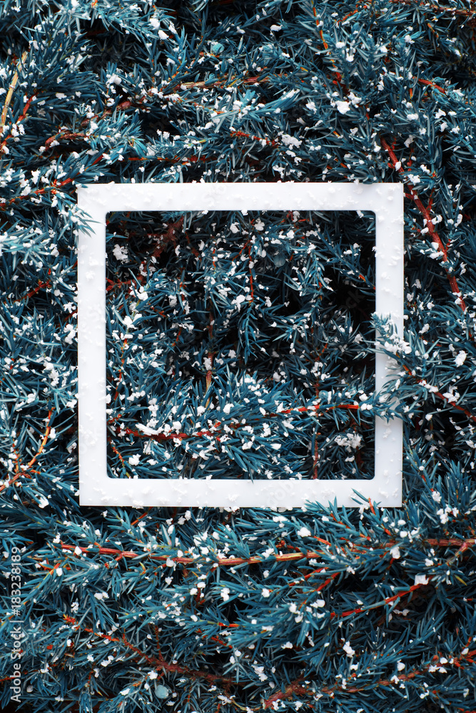 Creeping juniper with snow and white frame in the middle.Texture ...