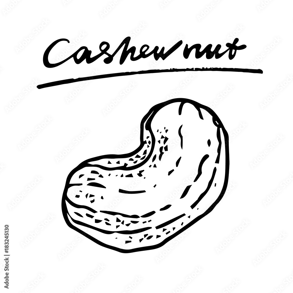 Cashew Vector