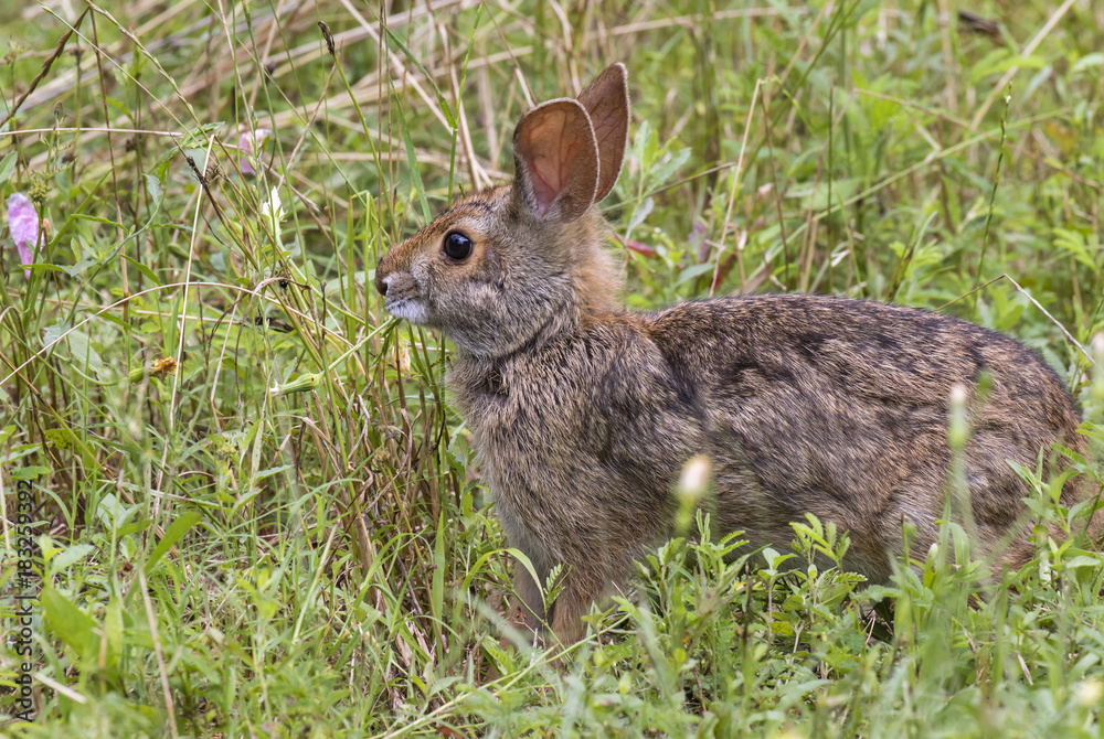 Sylvilagus Aquaticus