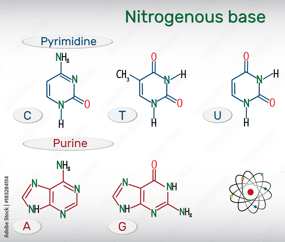 Chemical structural formulas of purine and pyrimidine nitrogenous bases ...