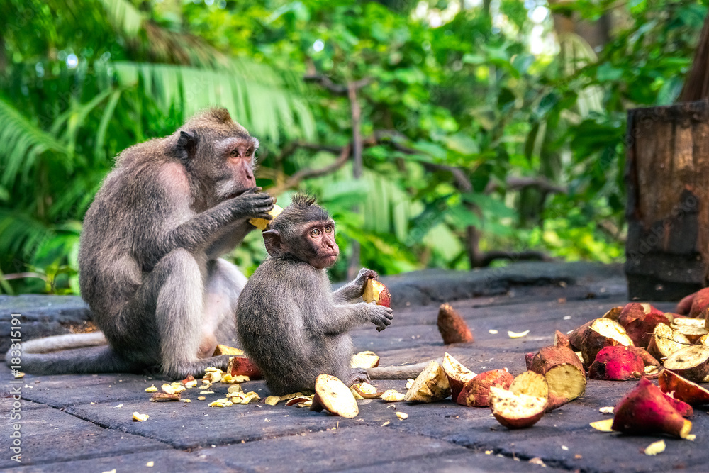 Monkey Eating Fruit